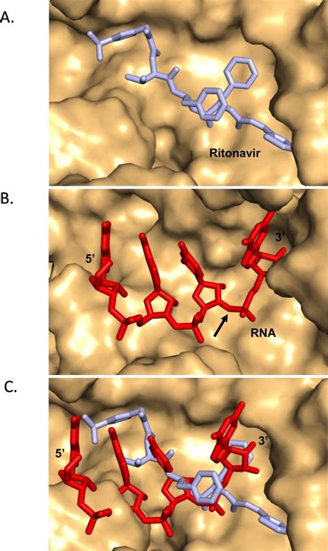 Ritonavir May Inhibit Exoribonuclease Activity Of Nsp14 From The Sars Cov 2 Virus And Potentiate