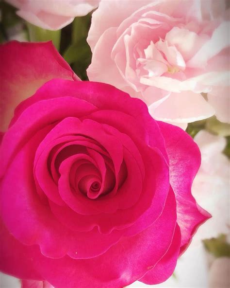 中山千桂子さんのインスタグラム写真 中山千桂子instagram「艶やか 花 花のある生活 バラ 癒し 香りも好き ️」9月