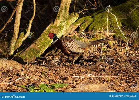 Male Ring Necked Pheasant Phasianus Colchicus Standing On The Edge Of