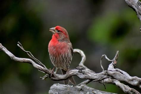 House Finch Birdwatching Species Bird Informer