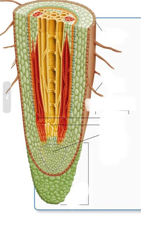 Root Diagram Diagram Quizlet
