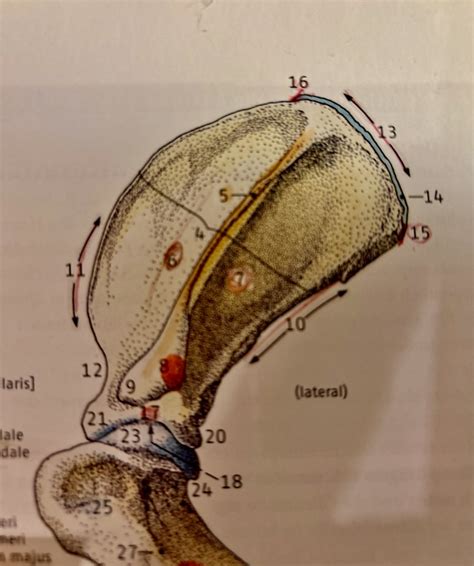 Schaubild Scapula Lateral Schaubild Quizlet