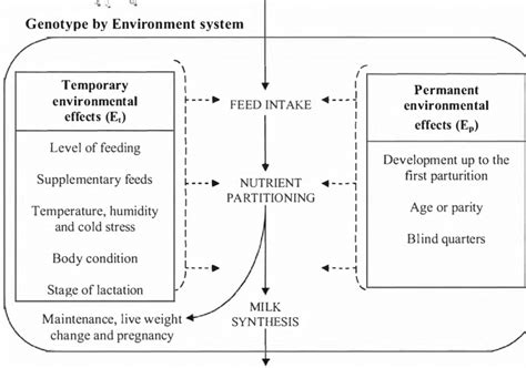 Conceptual Model Of The Factors Involved In Modelling Lactation Download Scientific Diagram