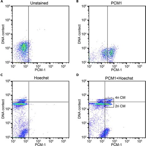 Nucleus Extraction From Cardiac Tissues A Representative Image Download Scientific Diagram