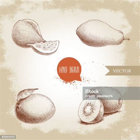 손으로 그린 이국적인 과일 세트입니다 무화과 열매 파파야 망고 키 위 과일 오래 된 배경에 에코 음식 스케치 벡터 일러스트 건강한 식생활에 대한 스톡 벡터 아트 및 기타