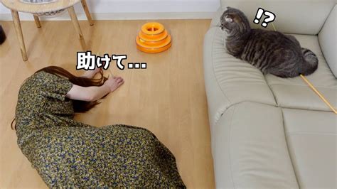 検証 ママが急に倒れたら猫は助けてくれるのか マンチカンの銀時 Youtube