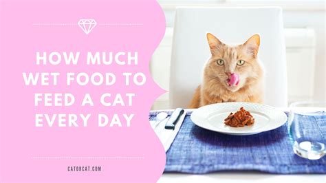 Article And Tips For Your Beloved Kitty