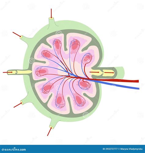 Anatomy Of A Lymph Node Simplified Scheme Showing External And