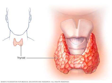 Is Thyroid Disease The Cause Of Your Erectile Dysfunction