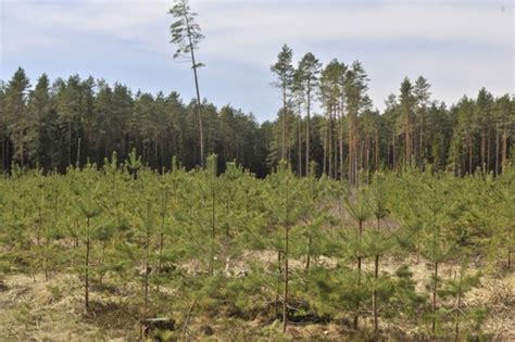Forestry Flashcards Quizlet