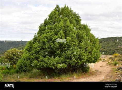 Cade Juniper Or Prickly Juniper Juniperus Oxycedrus Is A Shrub Or