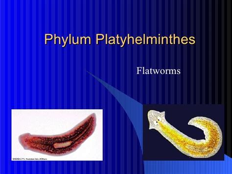 Phylum Platyhelminthes