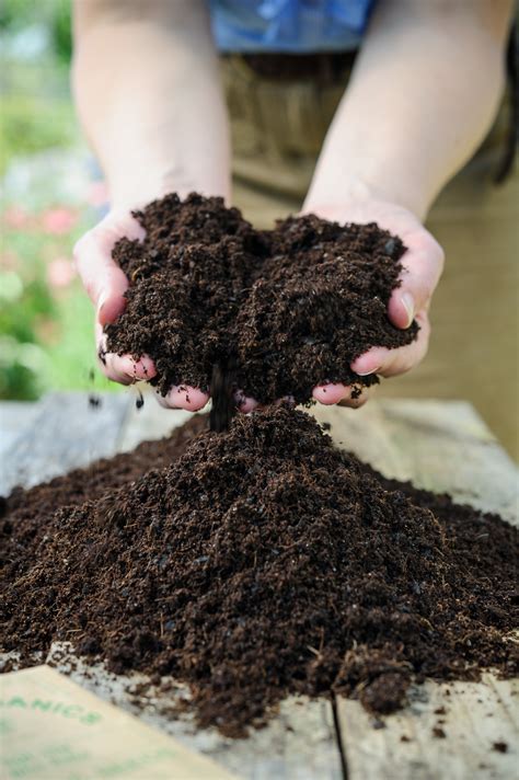 Tree Planting Bundle Carbon Gold