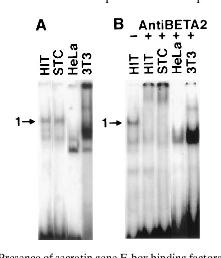 figure 1 from the basic helix loop helix transcription factor beta2