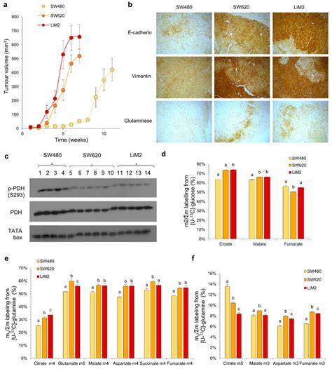 The Metabolic Adaptation Of The Metastatic Cell Lines Observed In Vitro