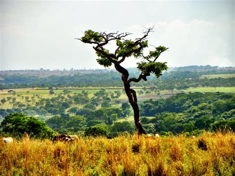 Cerrado Desmatamento Dobra Em Dezembro E Cresce 20 Em 2022 Summit Agro