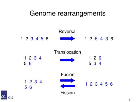 Ppt Genome Rearrangements In Evolution And Cancer Powerpoint Presentation Id4152799