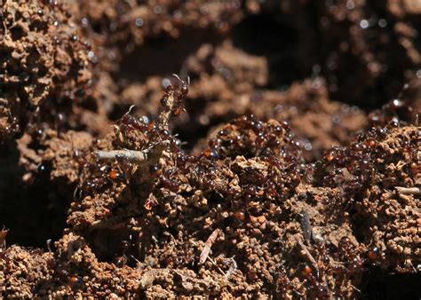 Control Fire Ants Mississippi State University Extension Service