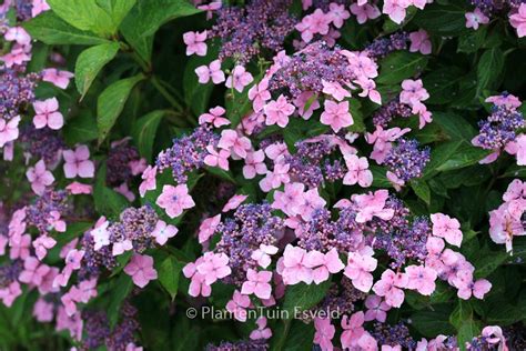Hydrangea Macrophylla Mariesii Lilacina Esveld Shop