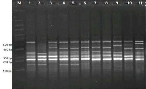 Rapd Profiles For Various Experimental Groups With Oph 17 Primers In