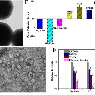 Characterization Of Evtop Beads Fabrication And Ev Isolation The Tem Download Scientific