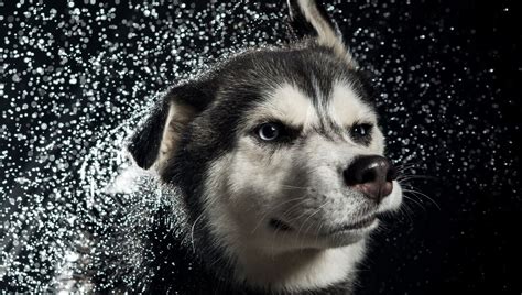 Using Flash Duration To Freeze Motion Fstoppers