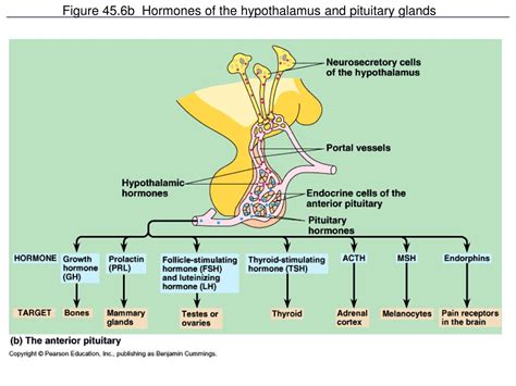 Ppt Endocrine Control Of Osmolarity Antidiuretic Hormone Adh