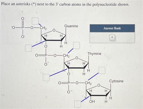 Solved Place An Asterisks Next To The 3 Carbon Atoms In