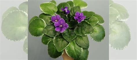 Фиалки купить в Санкт-Петербурге | Товары для дома и дачи | Авито