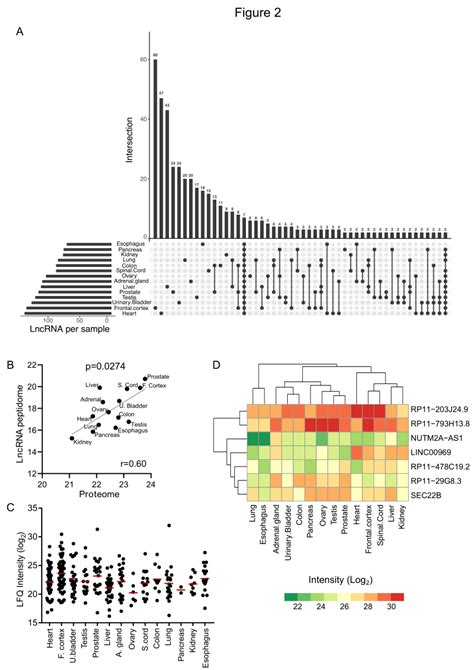 Characterization Of Lncrna Peptidome In Primary Human Tissues Download Scientific Diagram