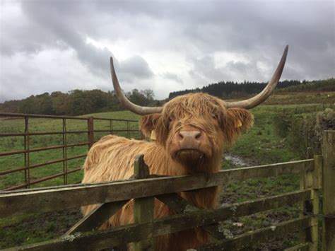스코틀랜드 에딘버러 하이랜드 당일치기 무료 팁 투어 후기 Hairycoo 네이버 블로그