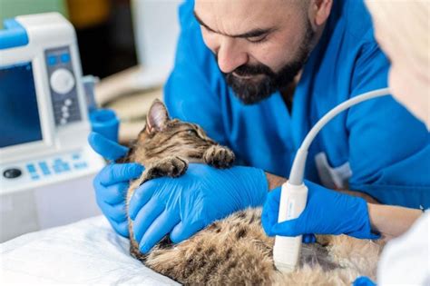 How To Become A Veterinary Technician