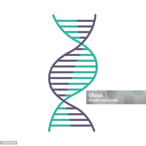 오른손잡이 Dna 나선 보라색과 청록색 색상 아이콘 Bdna 데옥시리보핵 핵산 구조 나선형 가닥 염색체 분자 생물학 유전 코드