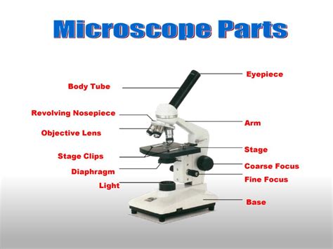 What Does The Nosepiece Do In A Microscope At Felipe Correa Blog