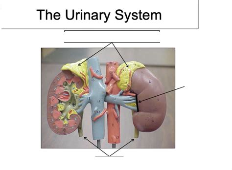 Urinary System Diagram Quizlet