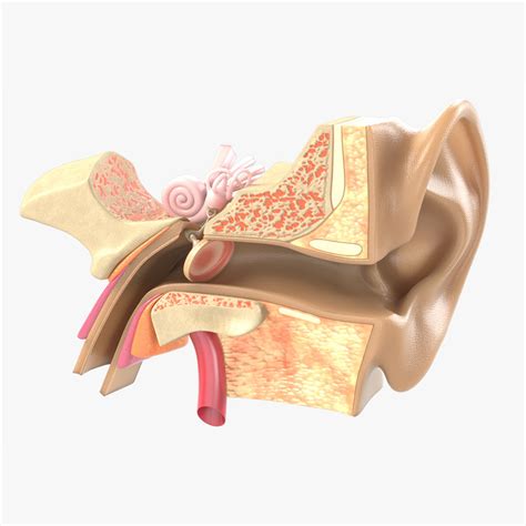Ear Tympanum 3d Model Turbosquid 1387279