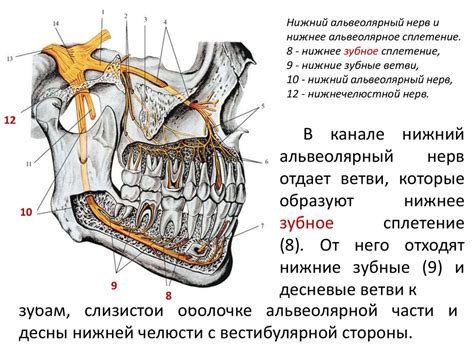 Иннервация верхней и нижней челюстей презентация онлайн