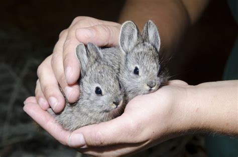 Pygmy Rabbit Alchetron The Free Social Encyclopedia