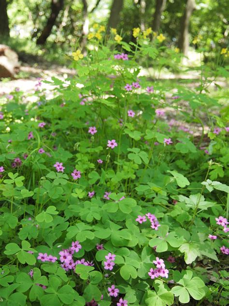 公園の片すみに咲く小さな花・花 そのⅢ｜とっておきの練馬 写真館｜とっておきの練馬