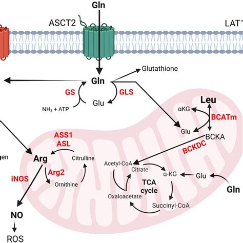 Simplified Schematics Of Glutamine Arginine And Bcaa Metabolic
