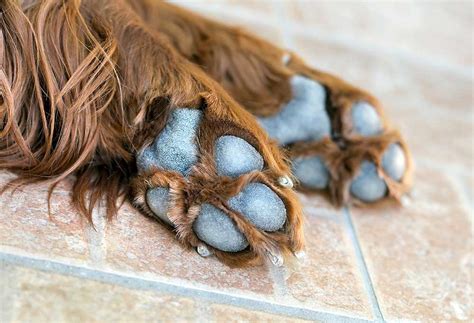 How To Treat A Dog Paw Infection At Home