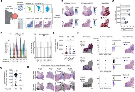 Spatial Transcriptomics Of B Cell And T Cell Receptors Reveals Lymphocyte Clonal Dynamics Science