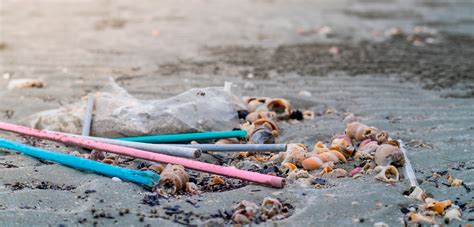 Are Plastic Straws Harmful To Humans At Lester Shippy Blog