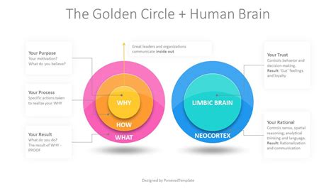The Golden Circle And Human Brain Presentation Template Plantilla De