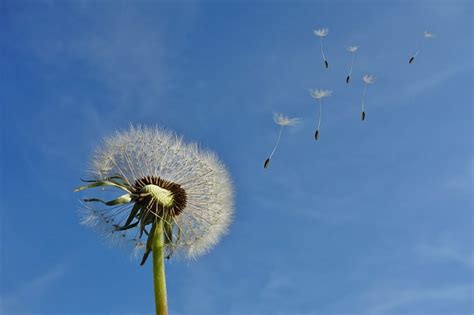 마파람 하늬바람 샛바람 높새바람 뜻 순우리말 네이버 블로그