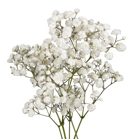 Gypsophilia Xlence 8 Bunches Of White Baby S Breath Farm Direct Fresh