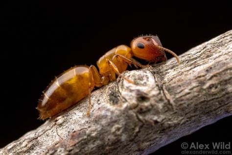 Colobopsis Etiolata Ants Insects Species