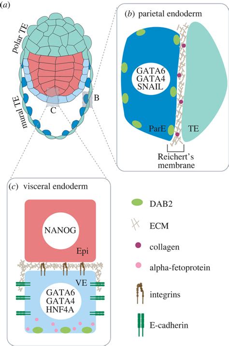 Journey Of The Mouse Primitive Endoderm From Specification To