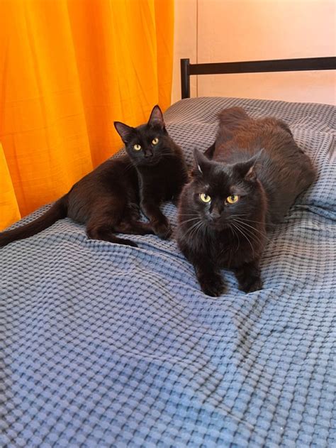 Пин от пользователя Kim Fairlee на доске A Meow Massages The Heart в 2024 г