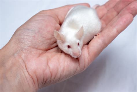 Researchers Debut Mouse Model For New Autism Gene Spectrum Autism